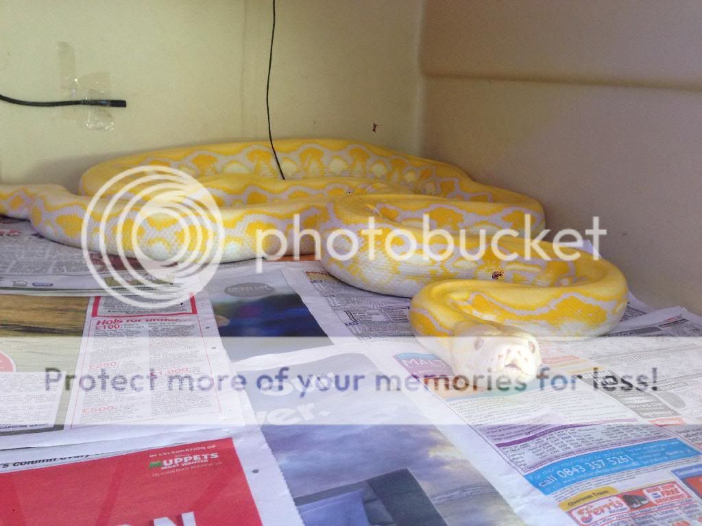 Lavender or white phase retic? | Reptile Forums